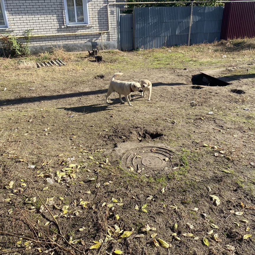 В добрые руки