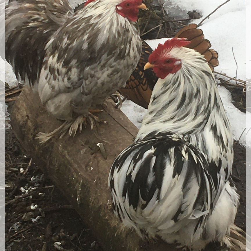 Куры петухи