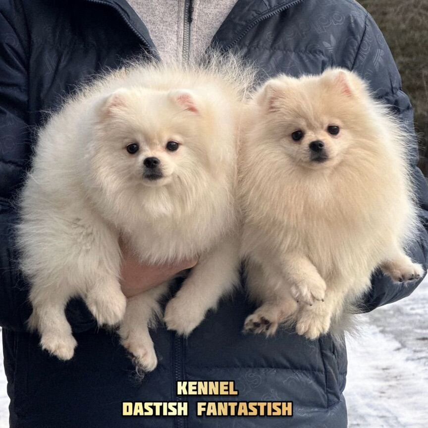 Померанский шпиц, щенок