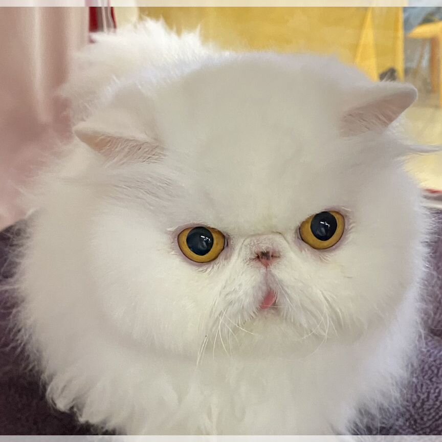 Белая персидская кошечка