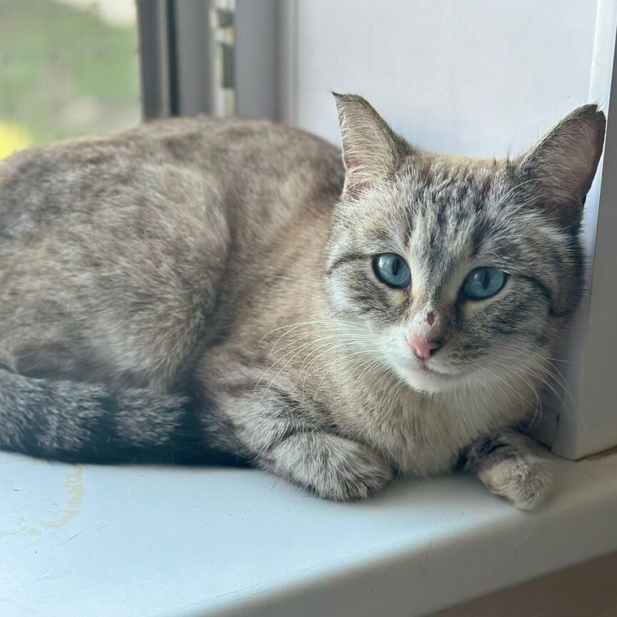 Тайская, взрослая кошка