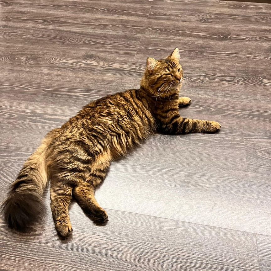 Кот беслатно. Хороший и ласковый