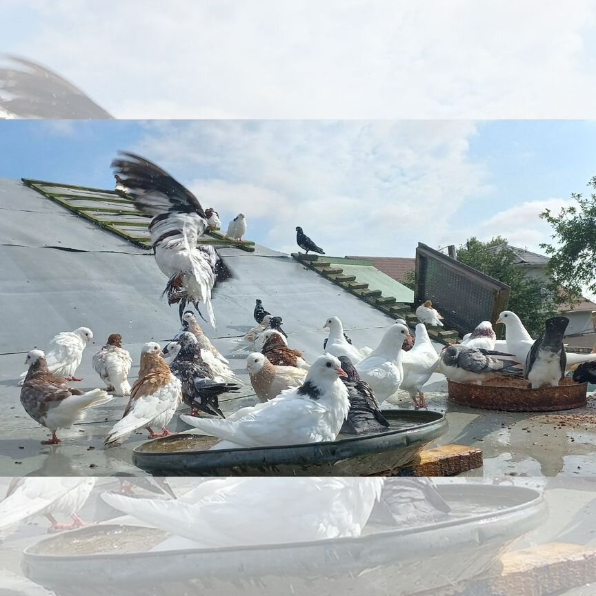 Высоколётные голуби