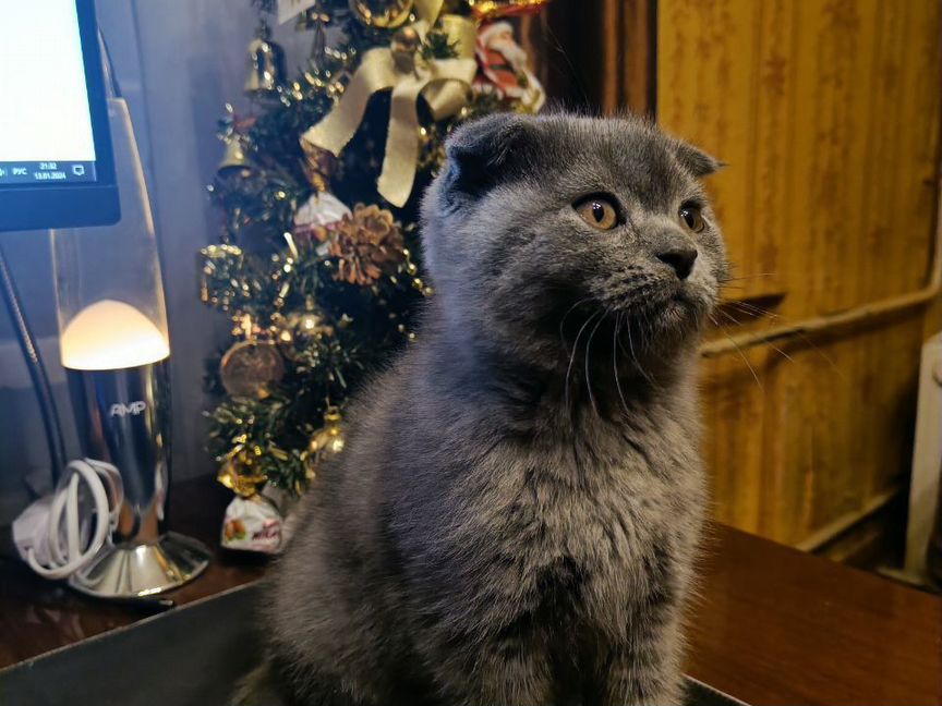 Шотландский вислоухий котёнок
