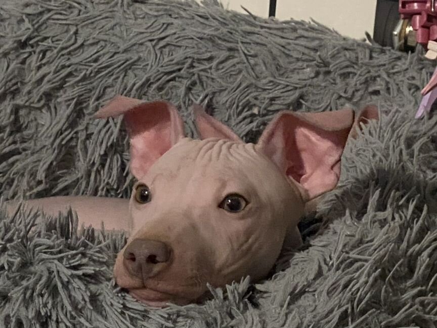 Американский голый терьер щенки