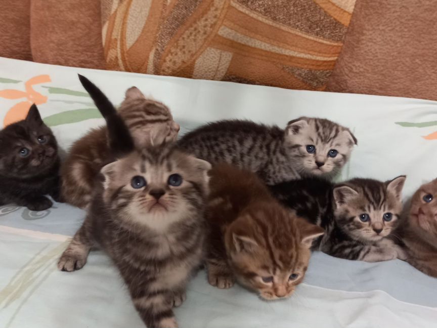 Шотландские котята