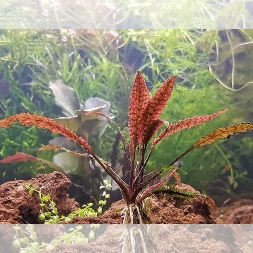 Криптокорина красная