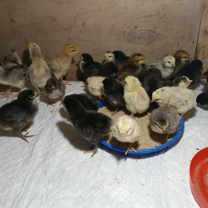 Цыплята несушки