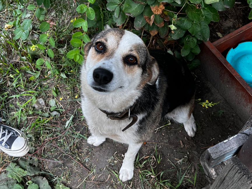 Срочно ищем семью для Матильды