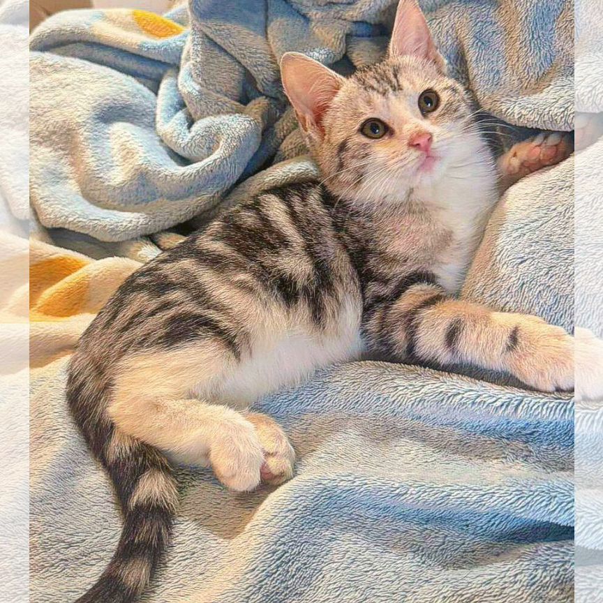 Котёнок в добрые руки