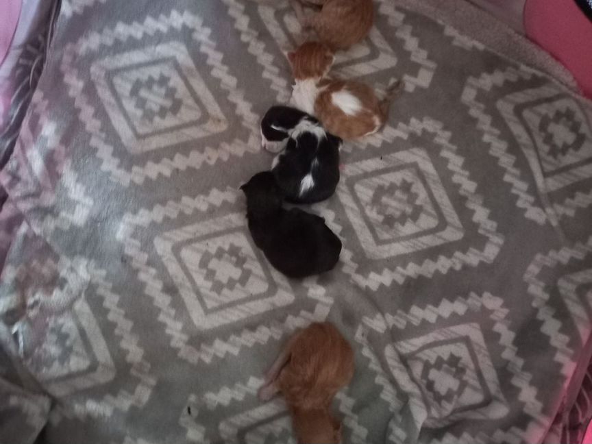 Котята мейн-кун