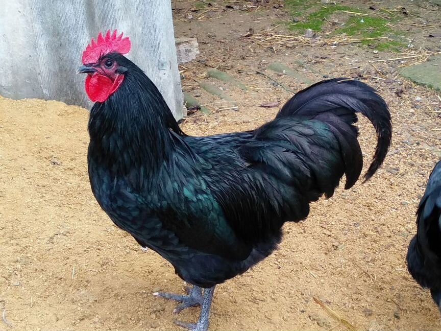 Петух черный Австралорп