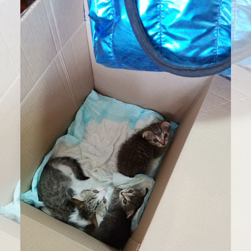 Котята в добрые руки