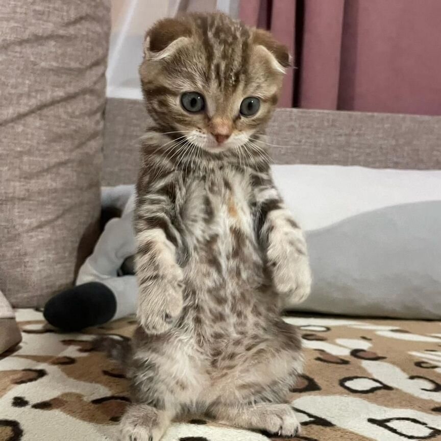 Котенок