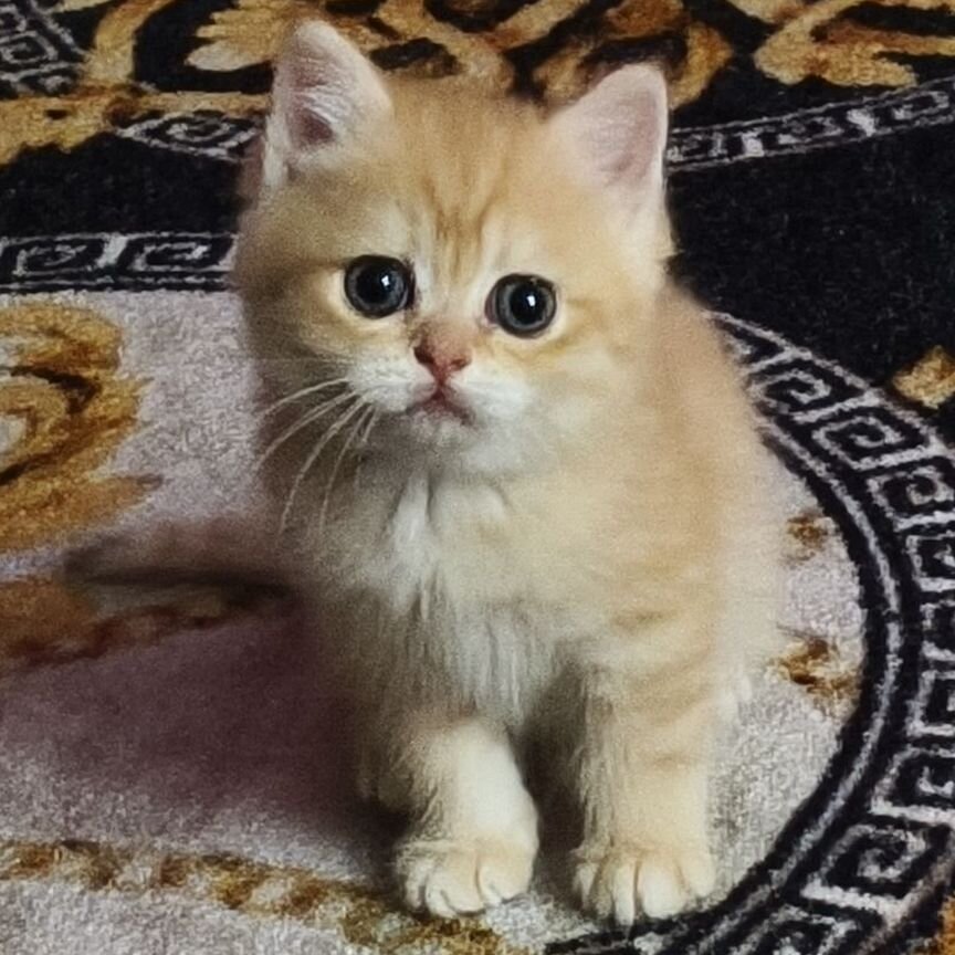 Британские котята