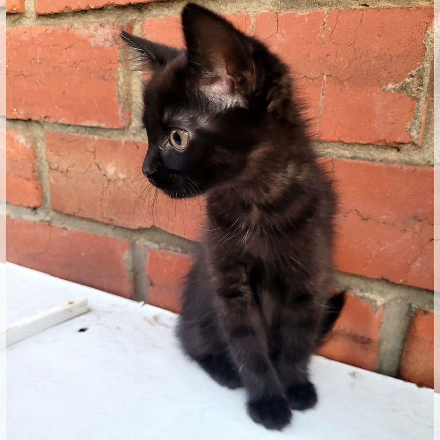 Као-мани котёнок