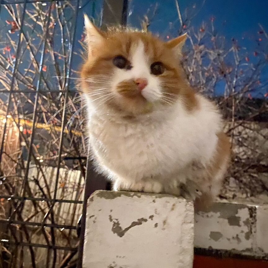 Маленькая кошечка мёрзнет на улице
