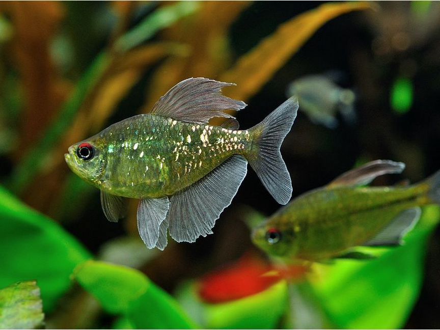 Тетра бриллиантовая