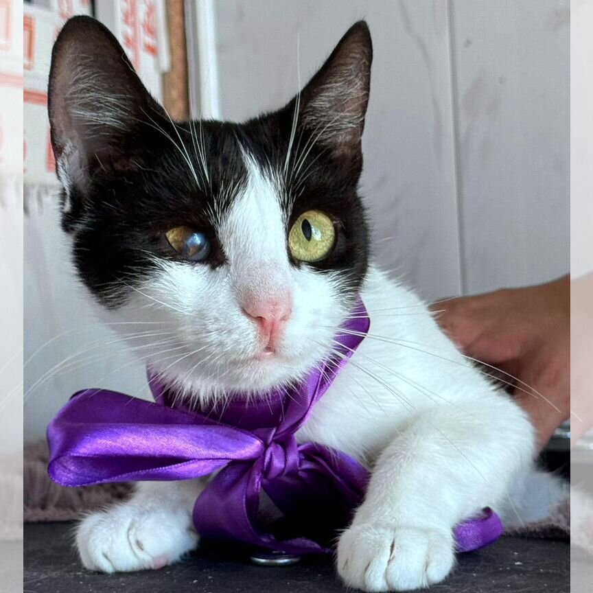 Кошка Джулия из приюта в добрые руки