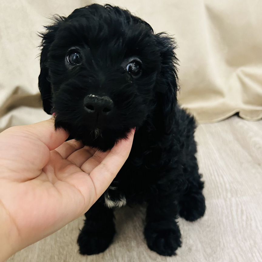 Кавапу, щенок