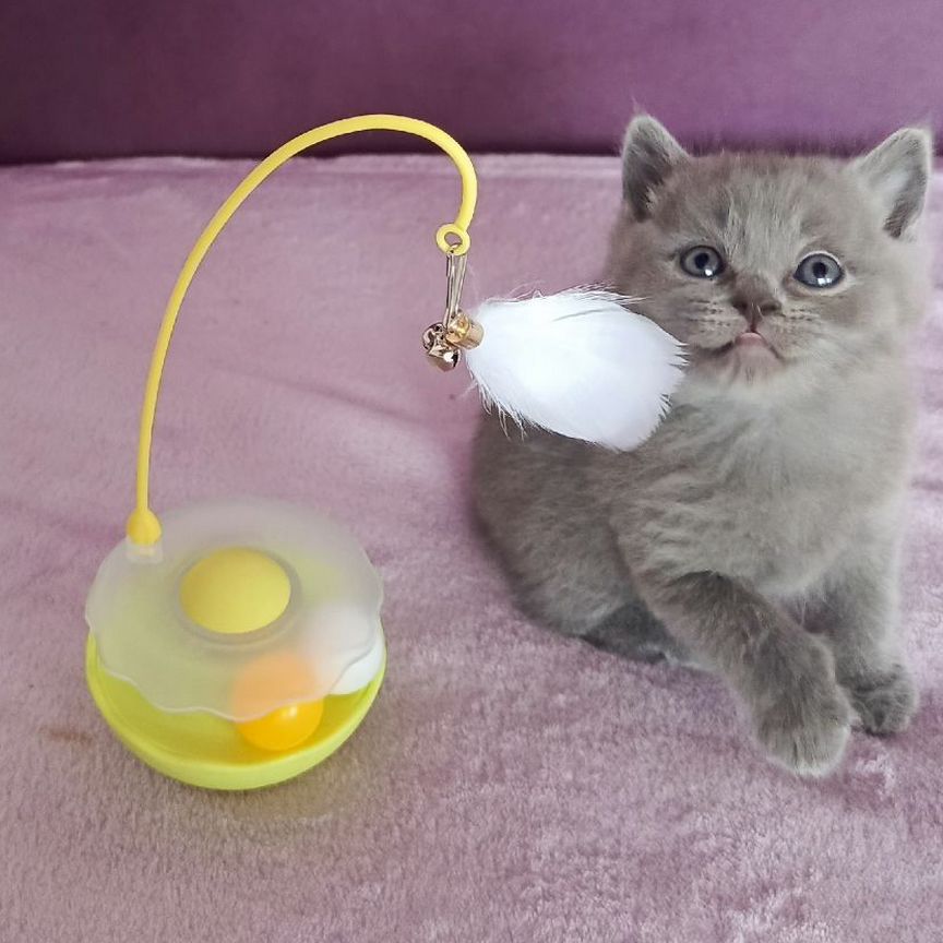 Британский короткошёрстный котёнок