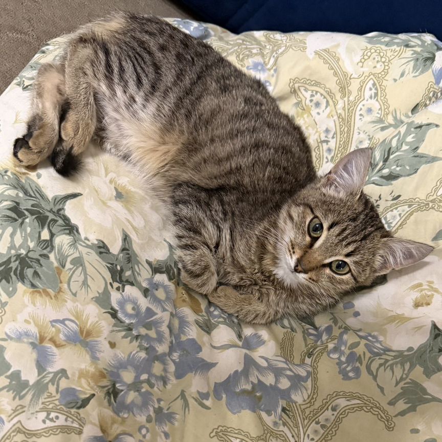 Котёнок в добрые руки