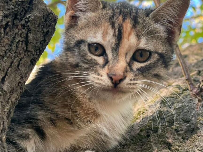 Трехцветная кошечка 5 мес