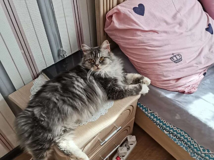 Кошка