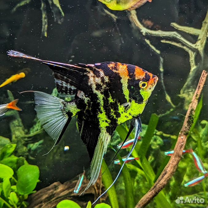 Скалярия, аравана, северум