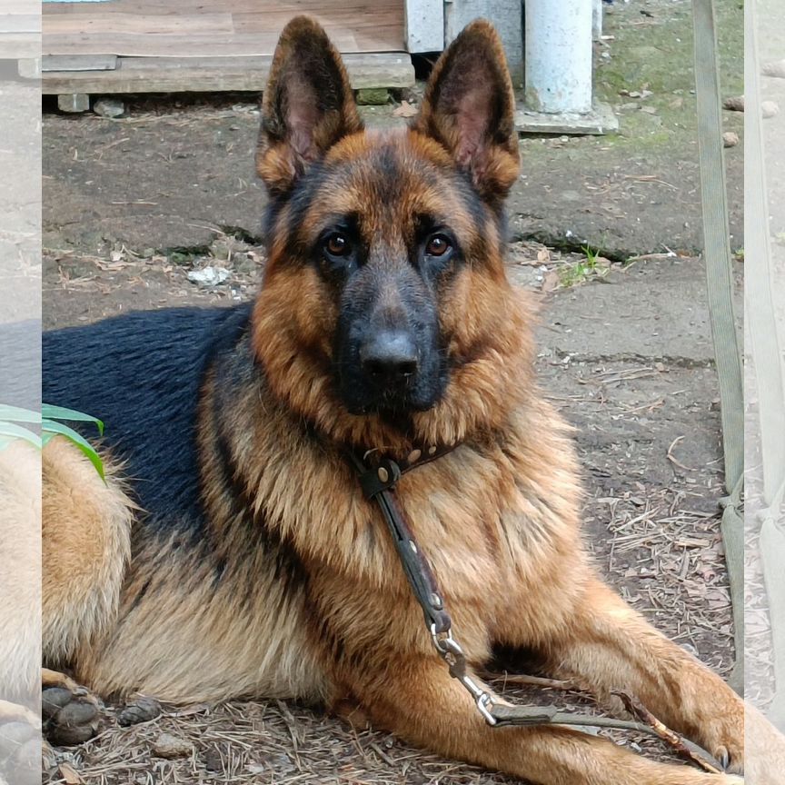 Немецкая овчарка