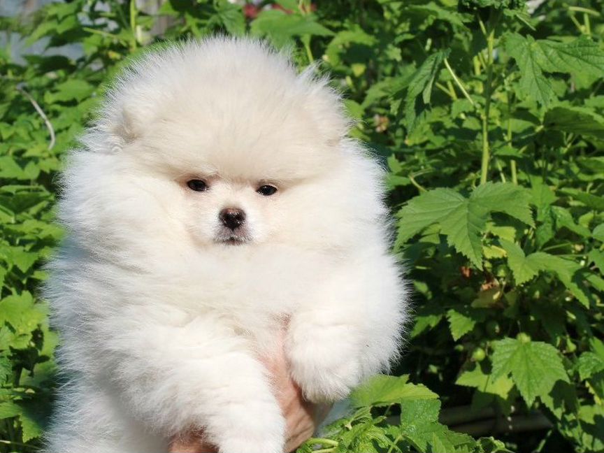 Щенок шпица мальчик
