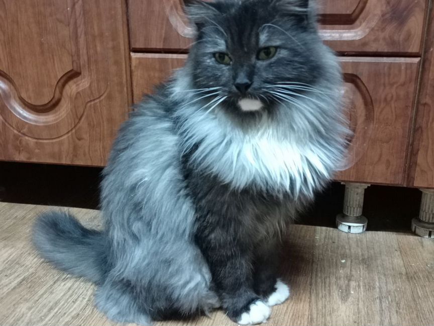 Кот в добрые руки