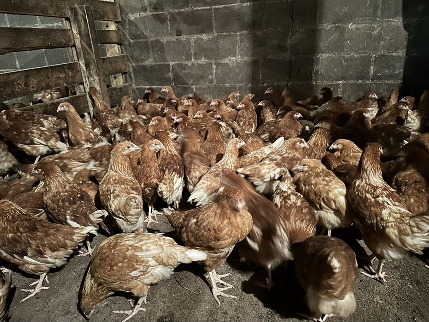 Куры несушки молодки ломан браун с доставкой