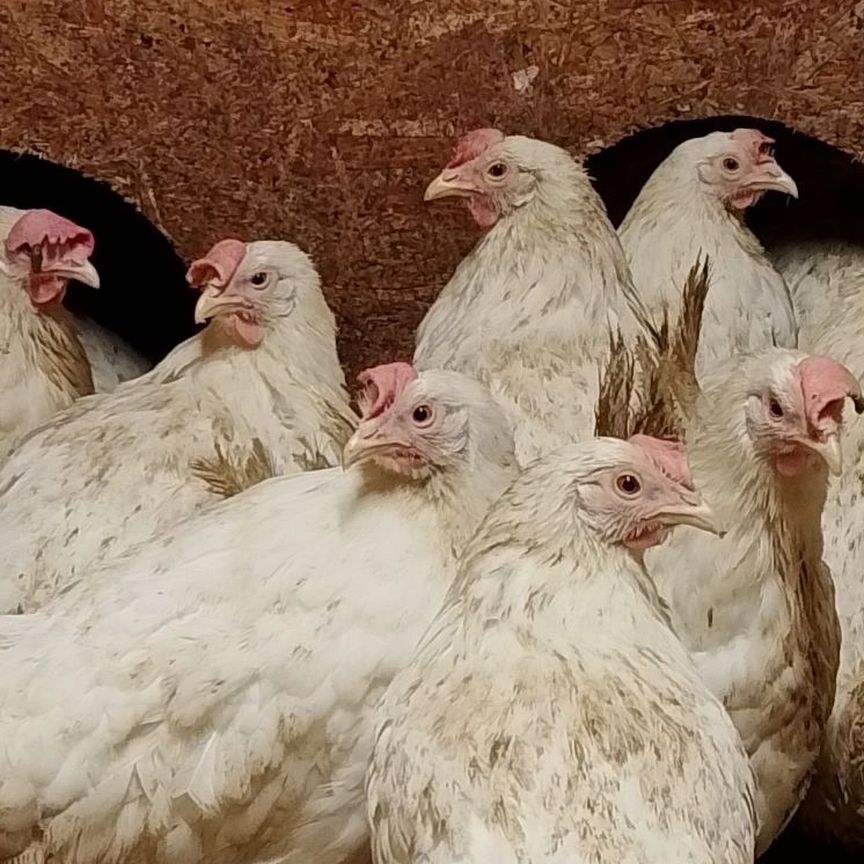 Куры несушки