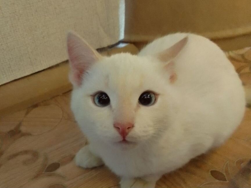 Котёнок белый тайской породы