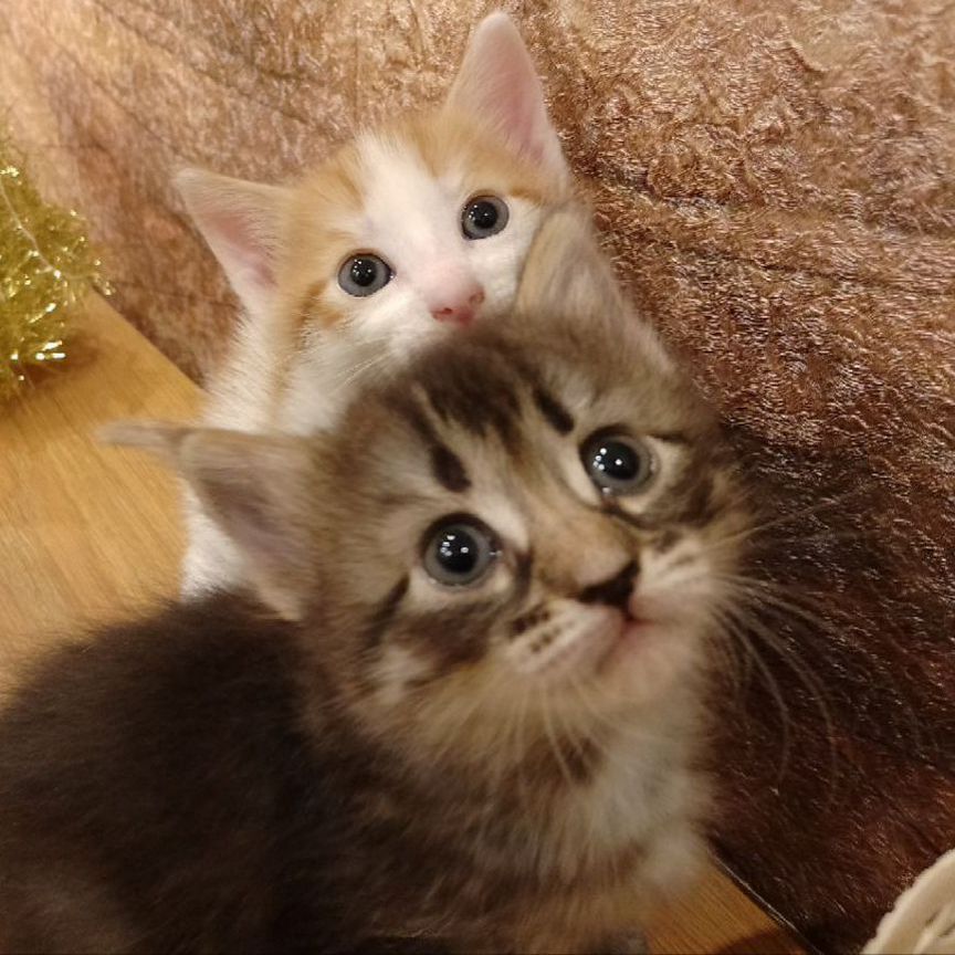 Котята