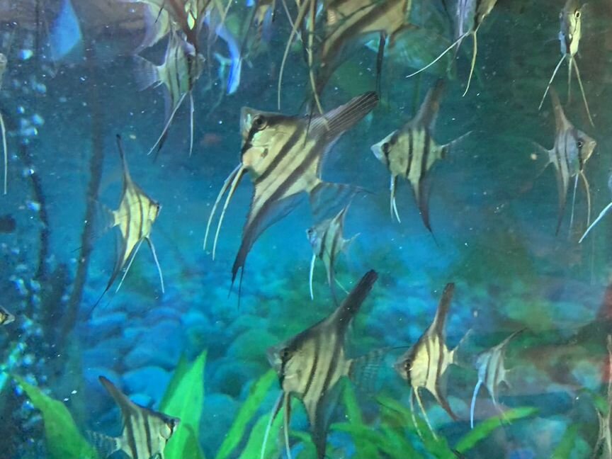 Скалярии молодые