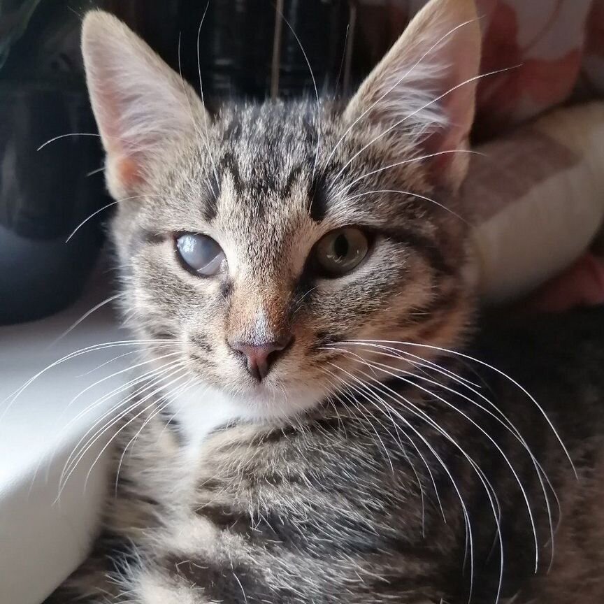 Котенок в добрые руки. Отдам