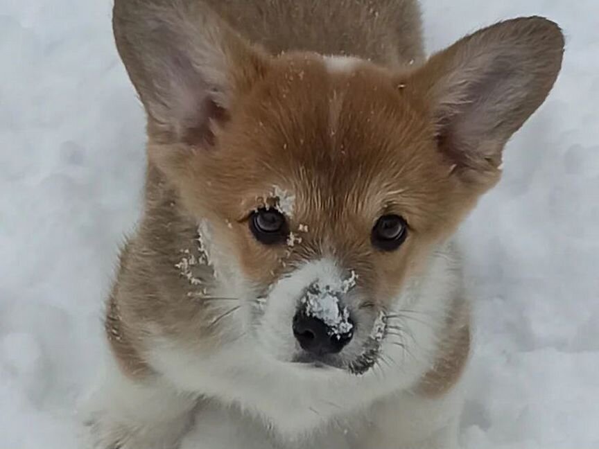 Вельш-корги пемброк мальчик
