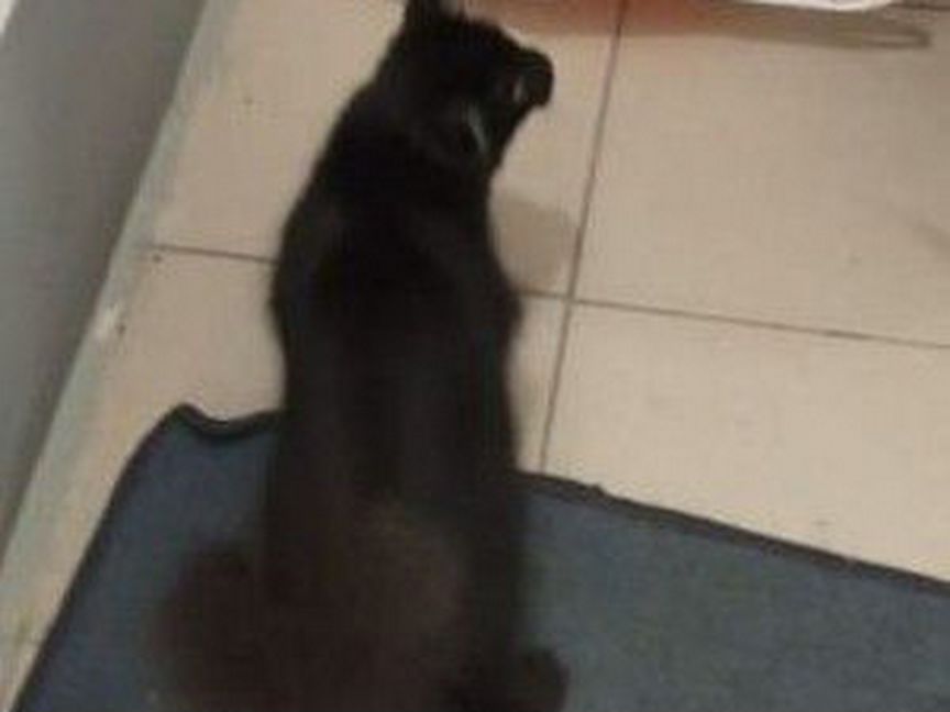 Черный котенок в добрые руки