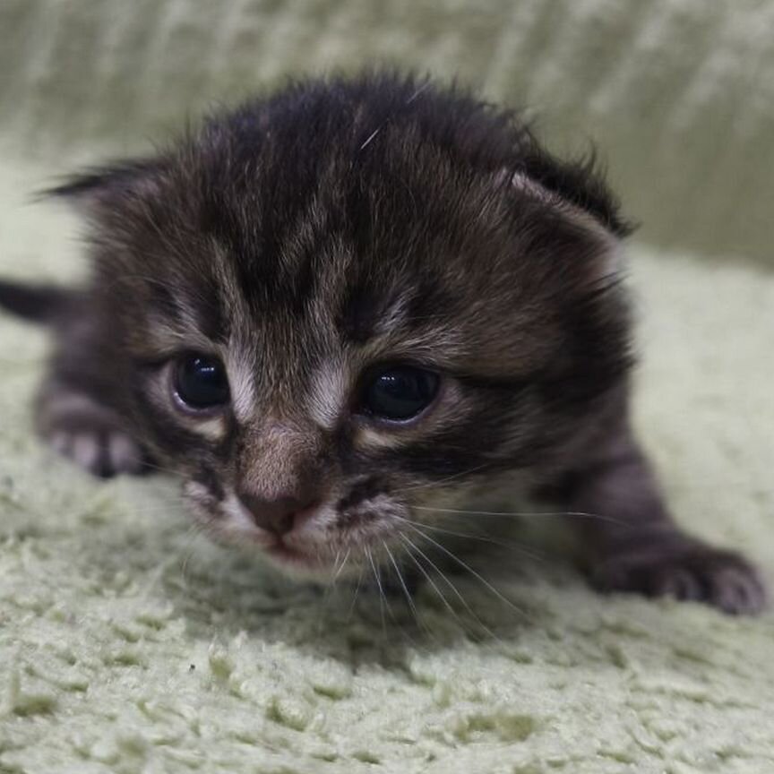Европейский короткошёрстный котёнок