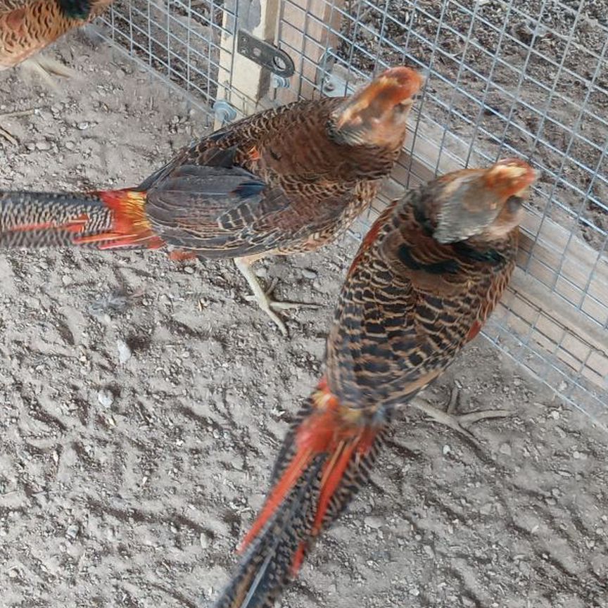 Самцы золотого фазана