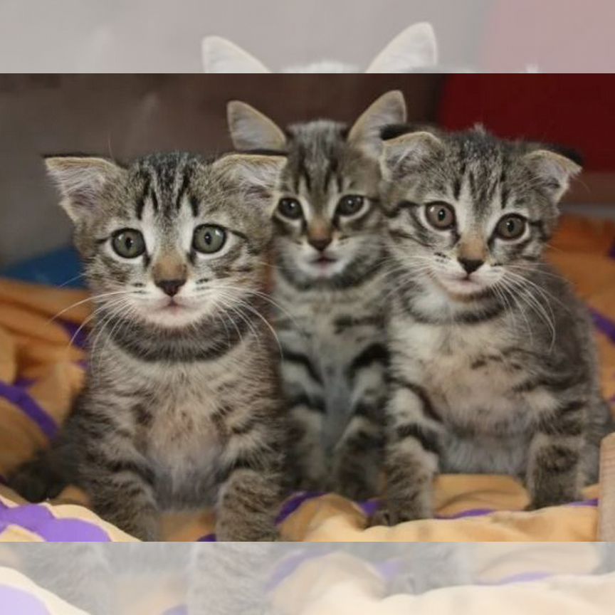 Котята вислоухие