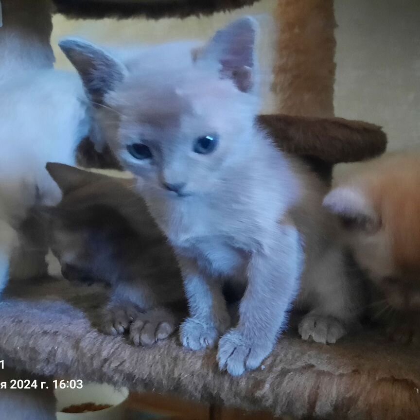 Котята европейской бурмы