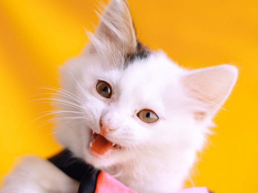 Котенок в поисках дома