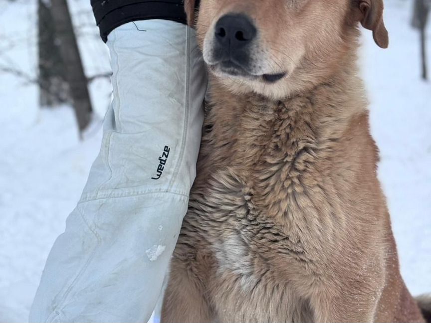 Молодой нежнейший пёс ищет теплый дом