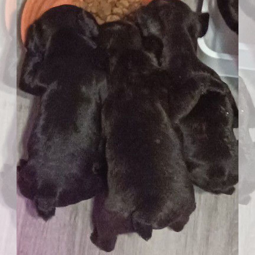 Французский бульдог, щенок