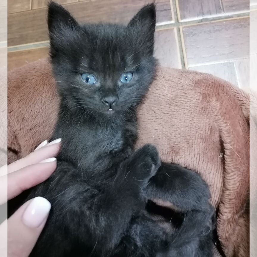 Котёнок в добрые руки