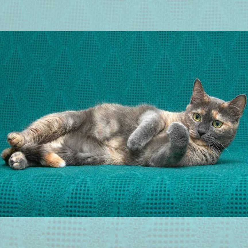 Взрослая, кошка в добрые руки