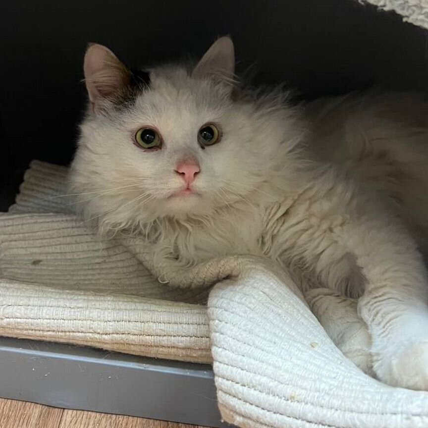 Взрослый кот в добрые руки